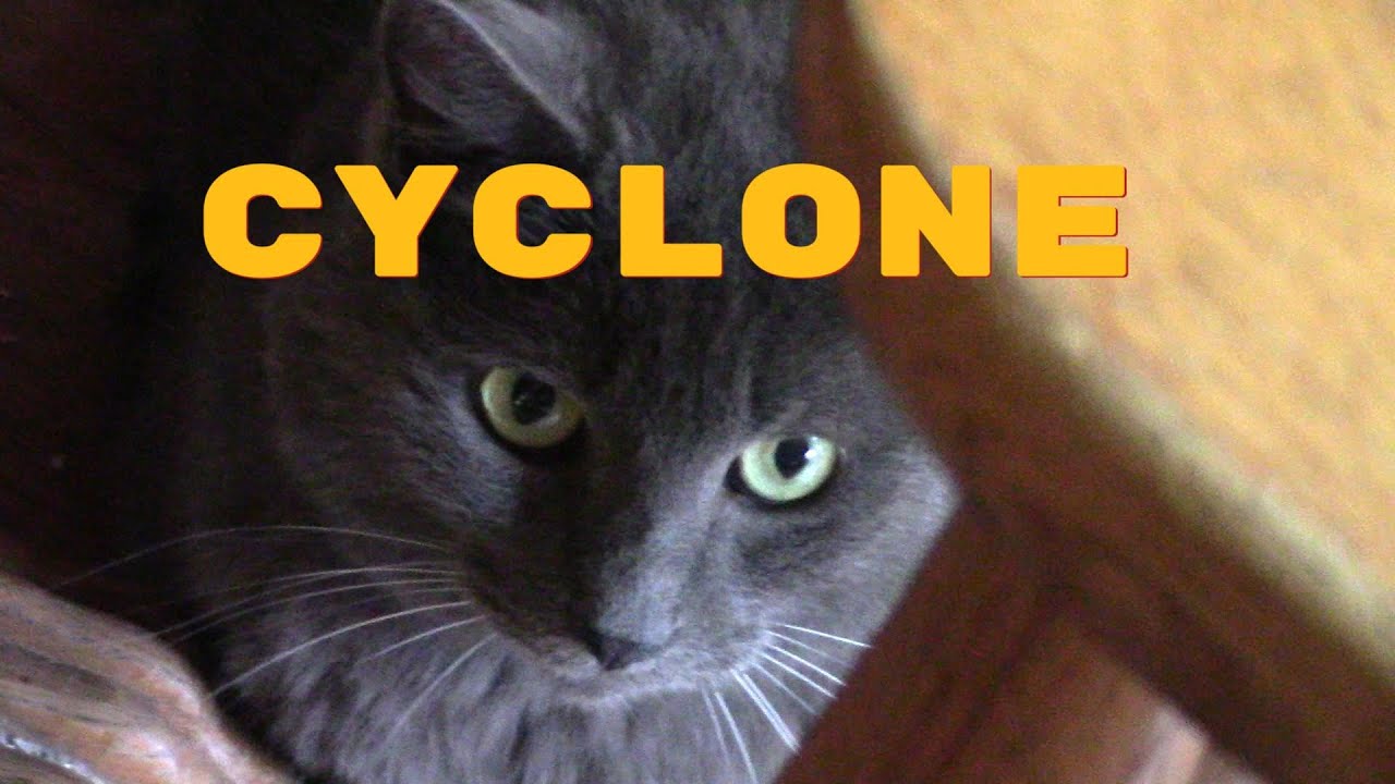 Meet Cyclone My Himalayan And Domestic Shorthair Mix Cat! 😻 - YouTube