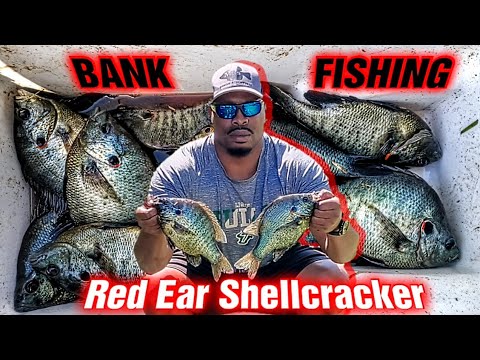Catching HUGE Pre-Spawn Red Ear Shellcracker & Bluegill | Bank Fishing ...