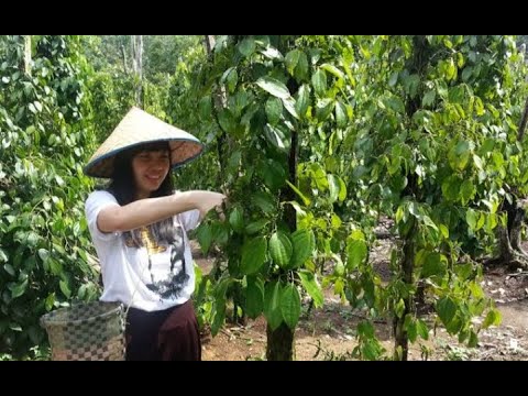 tanaman mahal#@sahangchannel1281 tutorial cara panen buah merica/sahang ...