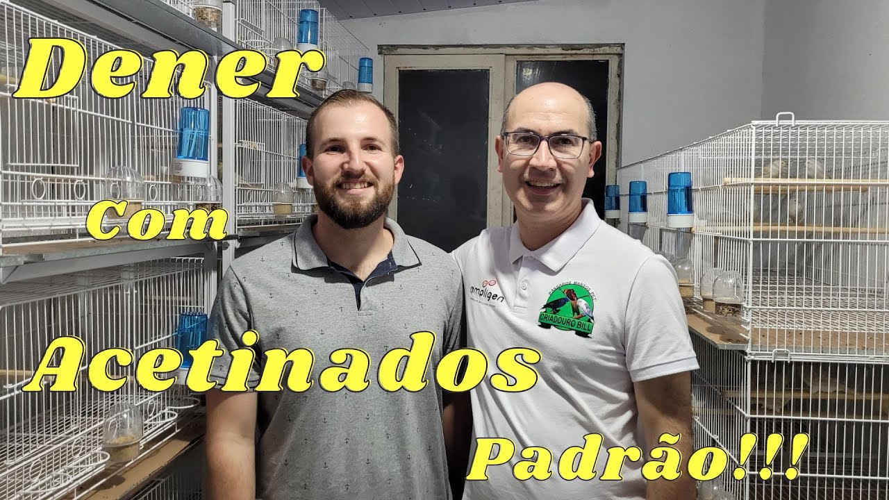 Visitando Dener Sogari Criador de Canários Acetinados!!! - YouTube