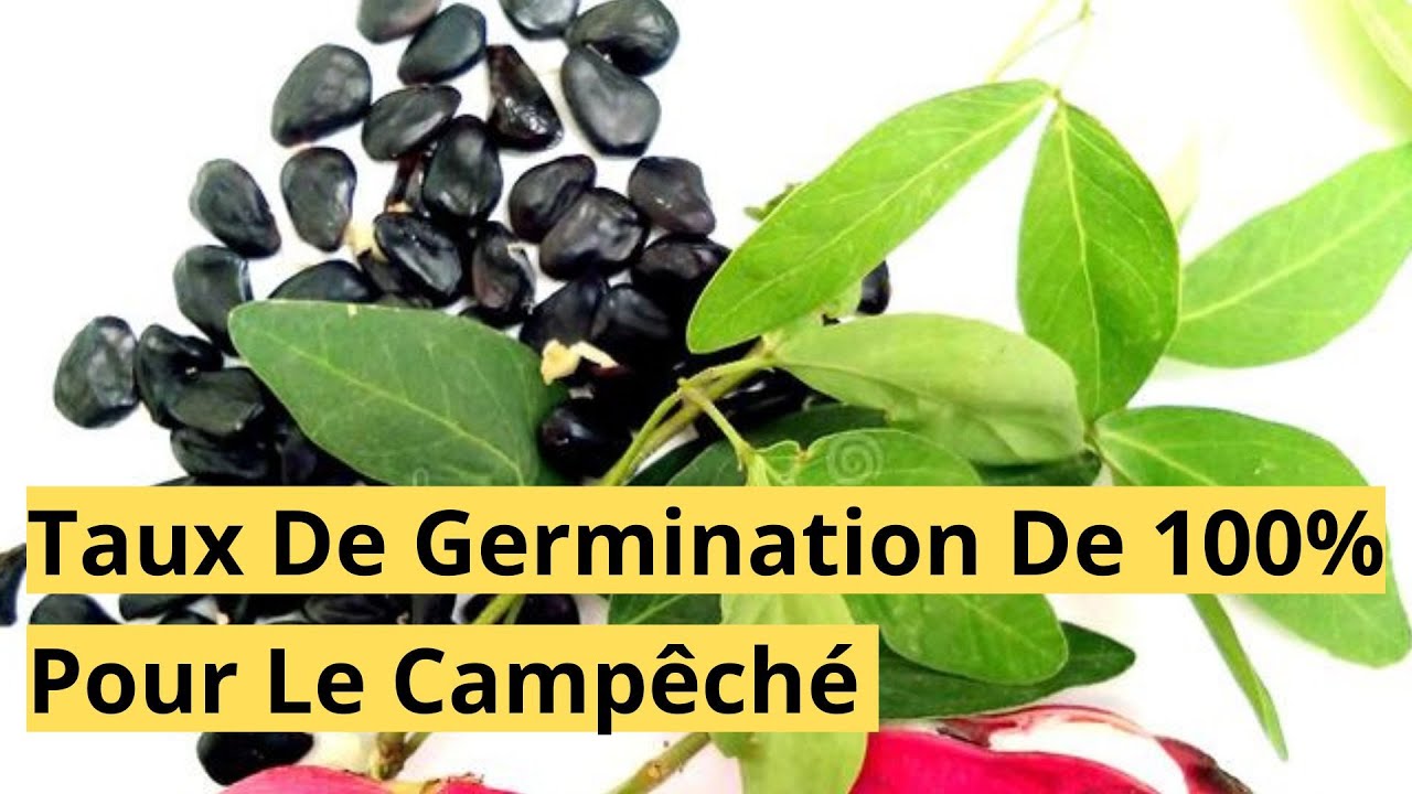 Comment Avoir 100% De Taux De Germination Pour Les Semences De Campêché ...