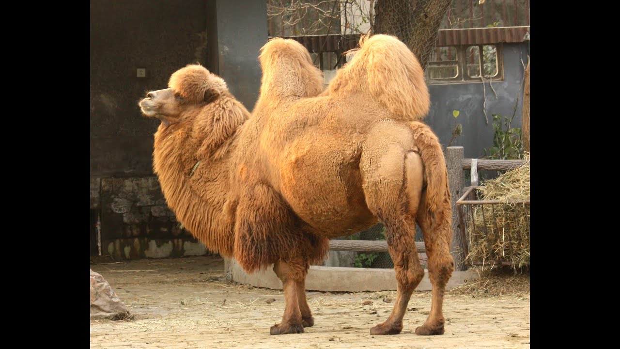 [Bactrian Camel] Bactrian camel facts || bactrian camel pet || bactrian ...