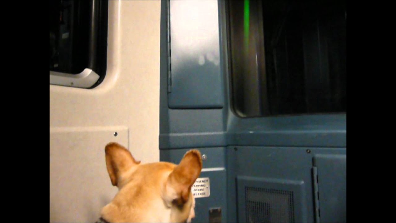 Dog Rides Train YouTube dog-rides-train-youtube