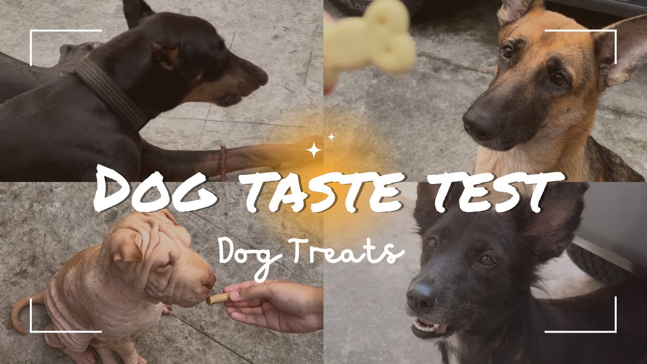 Dog Taste Test 🐶 | Dog Treats: Biscuit, Sausage, Munchy Roll | TayJu ...
