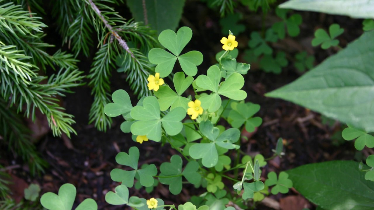 Herbs in Action George Meindl, Sheeps sorrel - YouTube