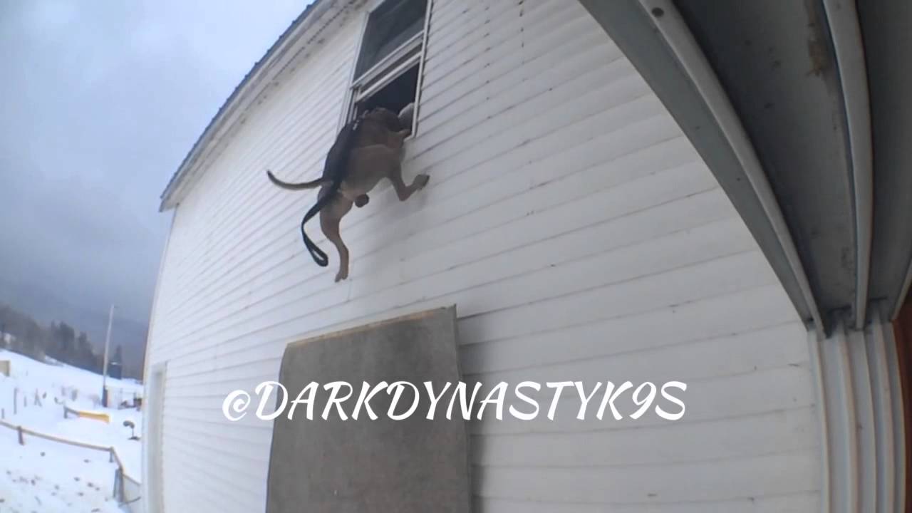 Extreme Pitbulls of ddkline "Ace" second story entry!! Executive ...