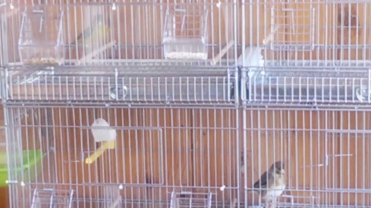 Sticlete la dus - YouTube