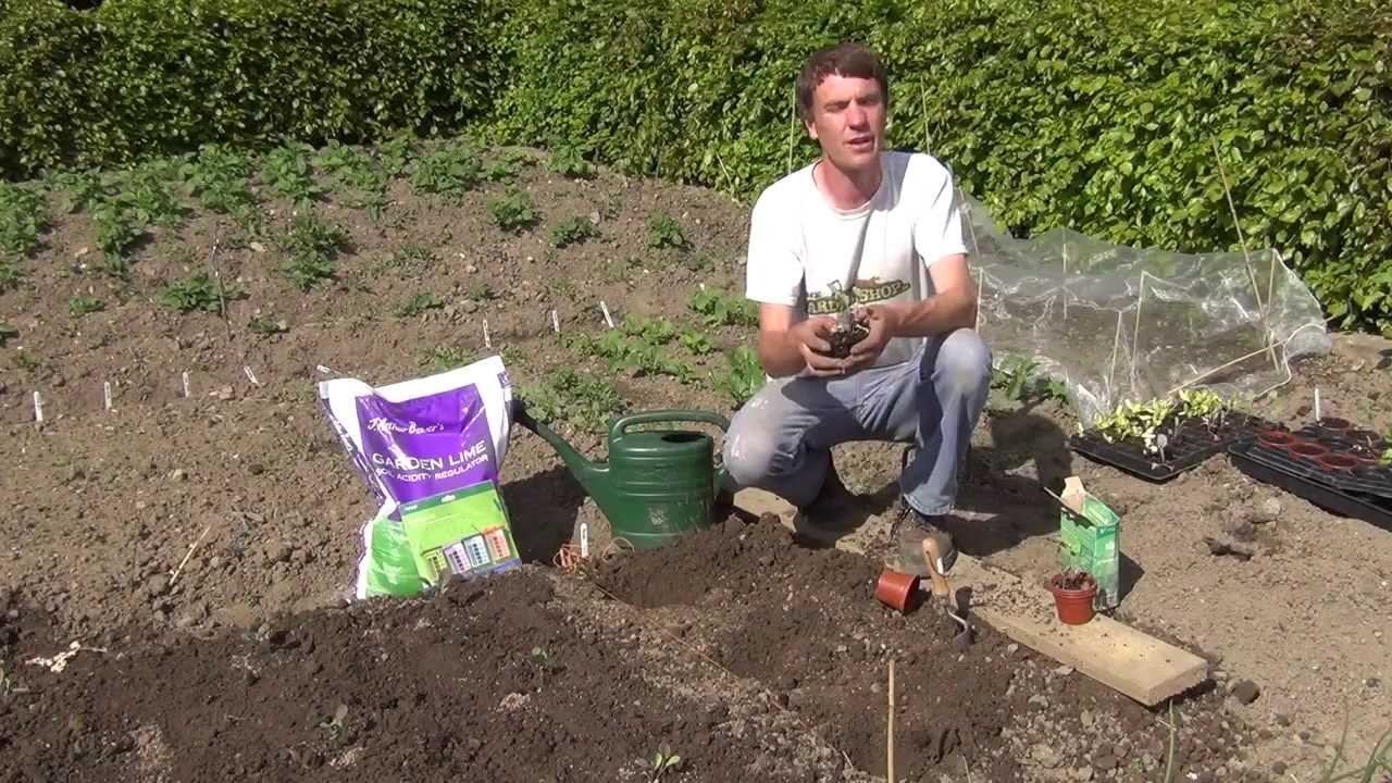 How to Transplant your Broccoli Plants - YouTube