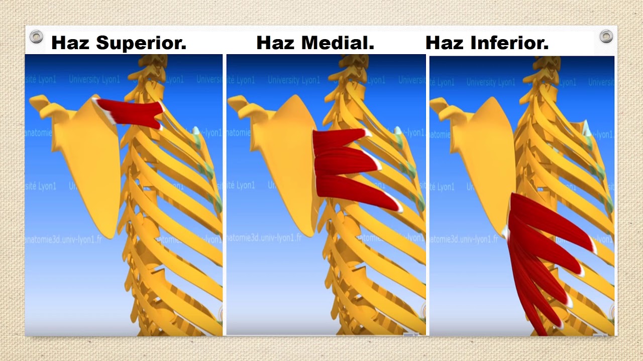 Músculo Serrato Anterior: Origen, Inserción, Inervación, Irrigación y ...