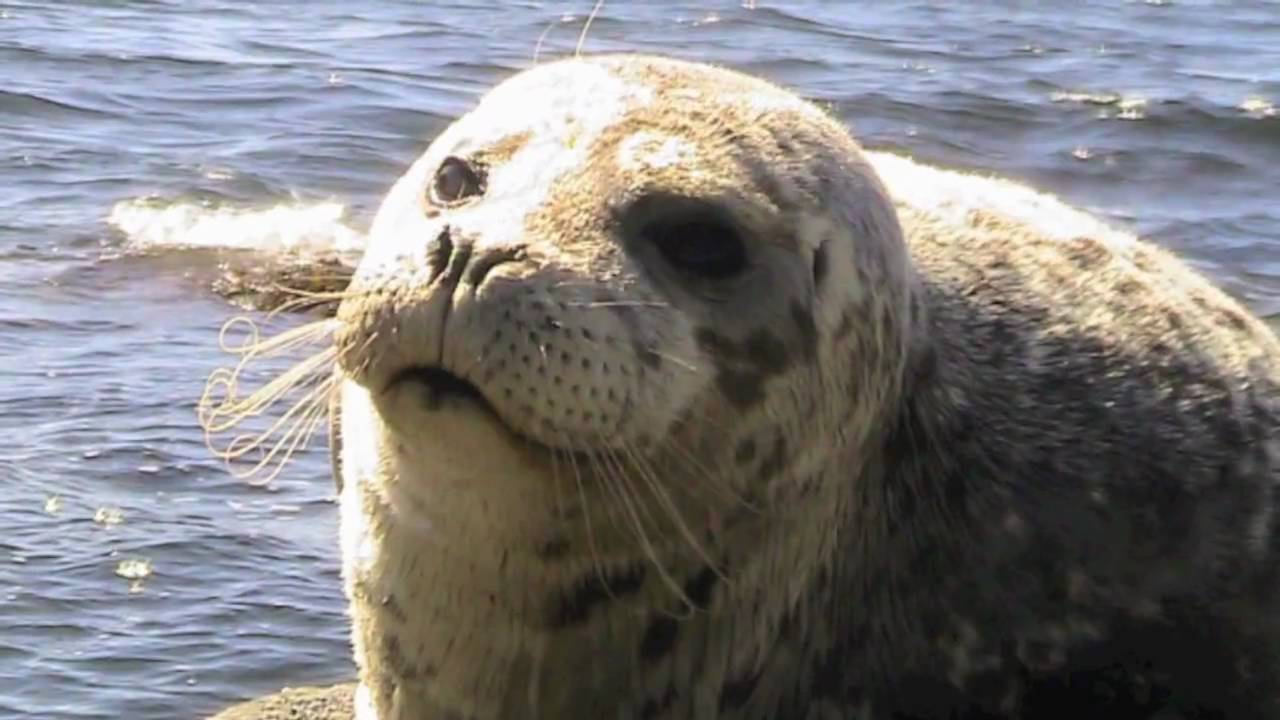 Seal Catching Some Sun - YouTube