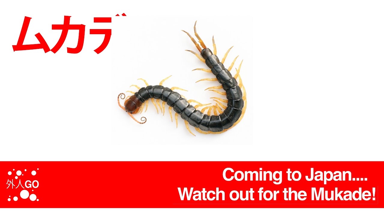 Coming to Japan soon..... Look Out For The Mukade! ムカデ - YouTube