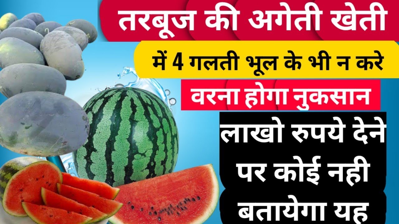 तरबूज की अगेती खेती में 4 गलती भूल कर भी न करे।किTarbooj ki kheti ...