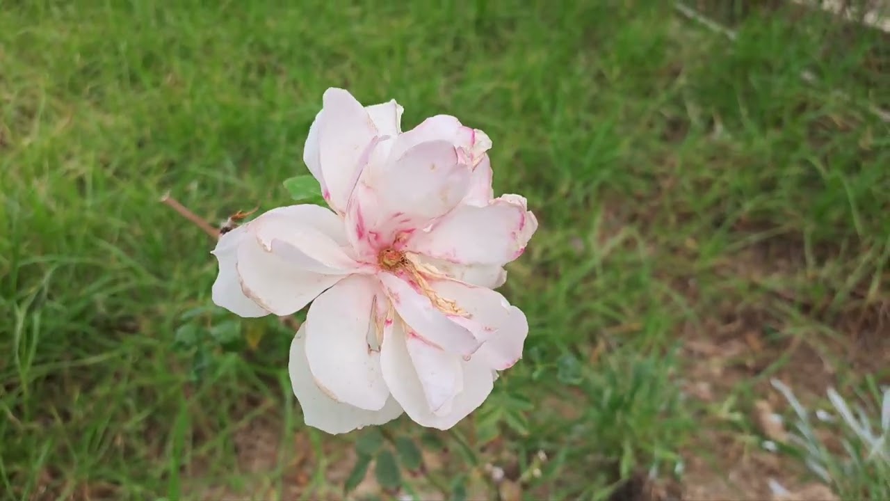 Samsung Galaxy A33 4k Video sample