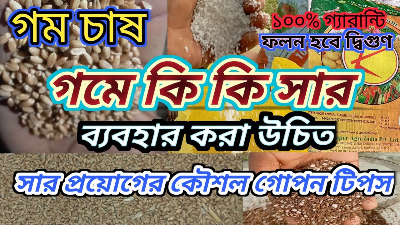 গম চাষ গম চাষে সার দেওয়ার নিয়ম ও পদ্ধতি কি কি সার প্রয়োগ করা উচিত ...