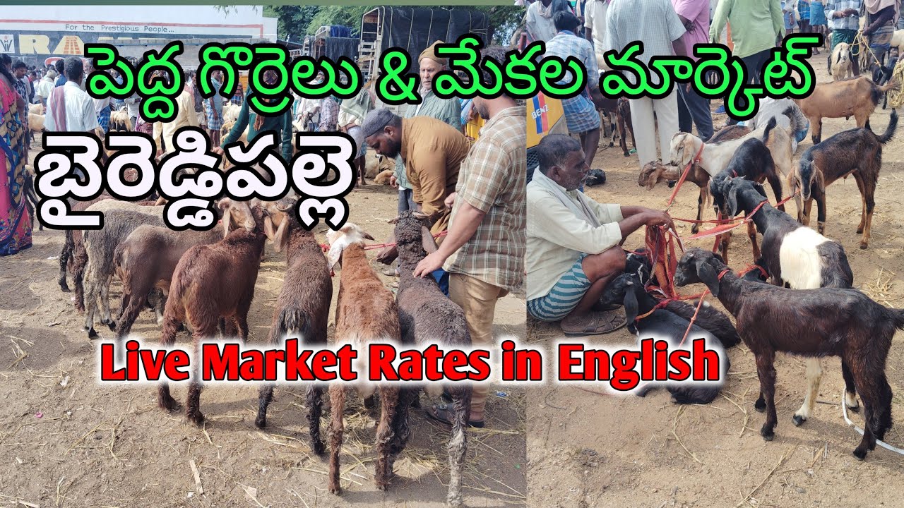Big Sheeps & Goats Market Baireddipalle| 3-Mohan Crazy Vlogs - YouTube