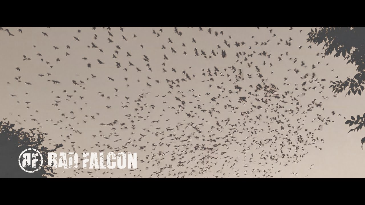 Bad Falcon - Dwutlenek węgla(Official Music Video 2022) - YouTube