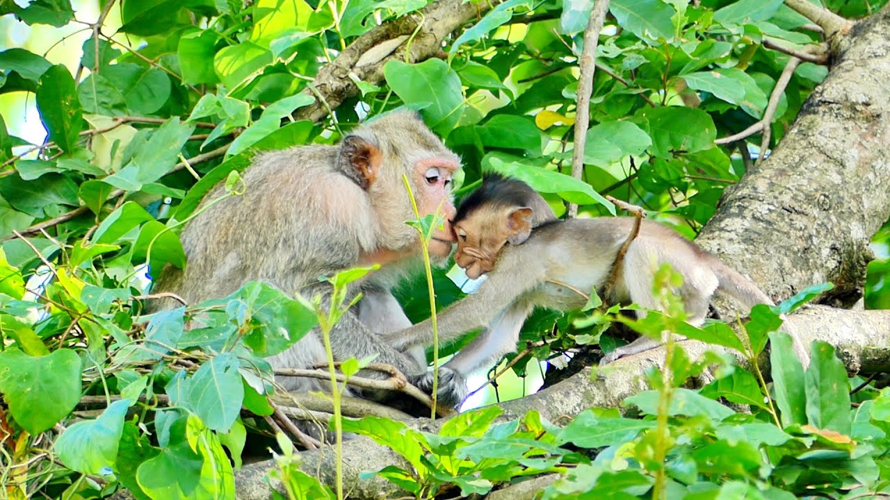 Really pity Baby Chaba ! The baby is hungry for milk and his mother ...