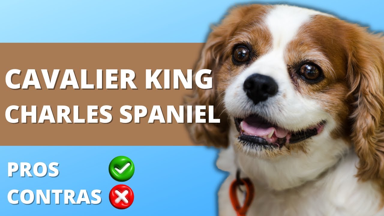 Cuantas Camadas Puede Tener Un Cavalier King Charles Spaniel