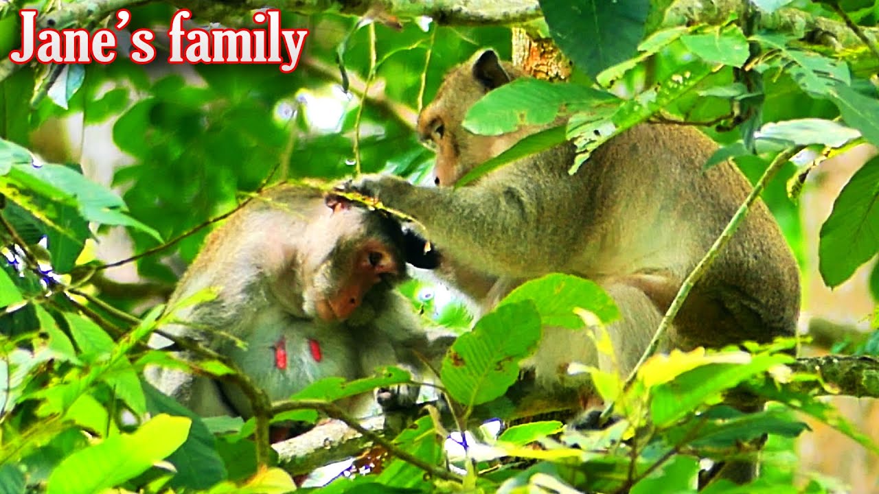 Wonderful king Mak gives confident to Jane on the tree - YouTube