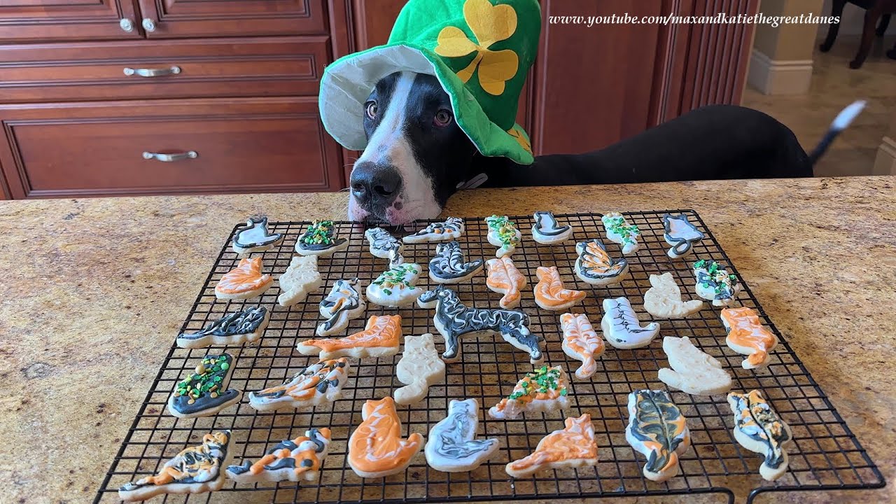 St Patrick’s Day Great Dane Samples Decorated Cat & Dog Cookies - YouTube