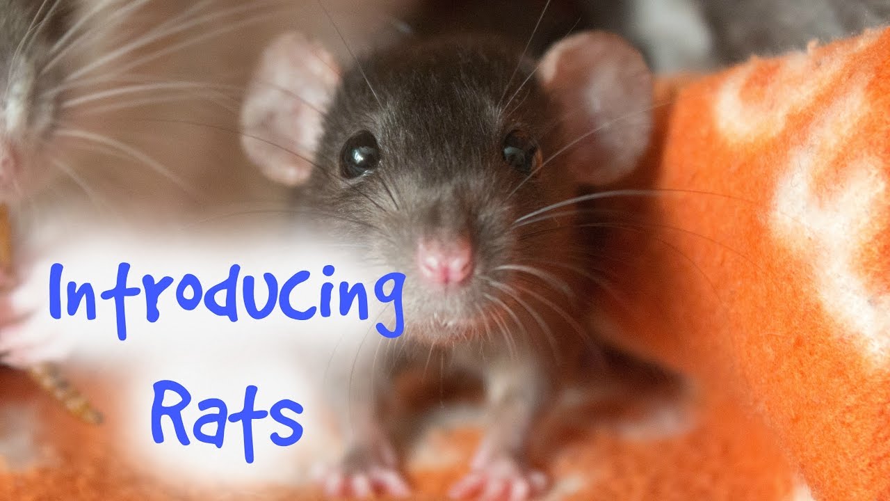 Introducing Rats - YouTube