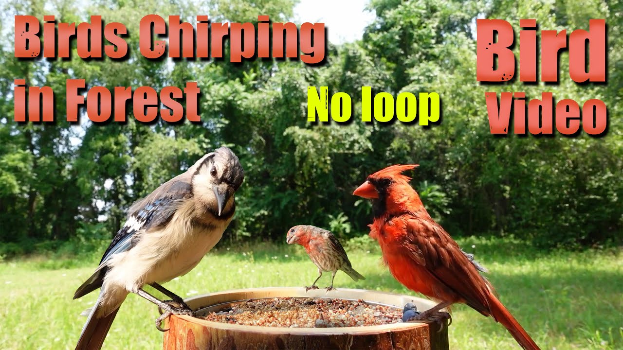 4 HRS Ambience Bird Singing in Forest, No loop, Bird Video for Nature ...