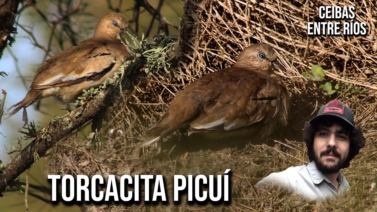Torcacita picuí 4K (Columbina picui) Picui ground dove, Rolinha picui ...