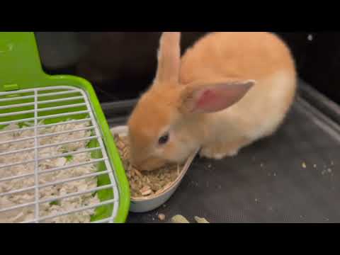 Baby bunny changes ear style freely, up and down.