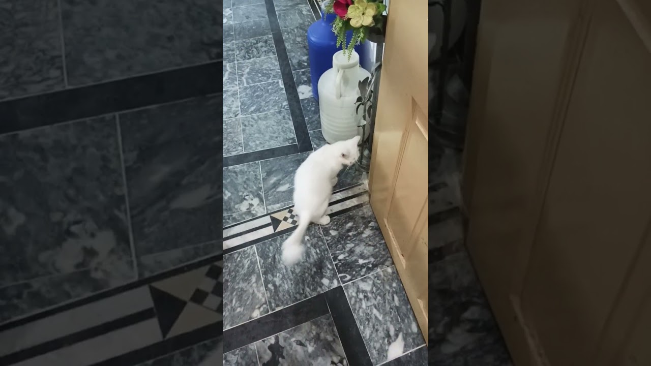 cat jumping #catvideo - YouTube