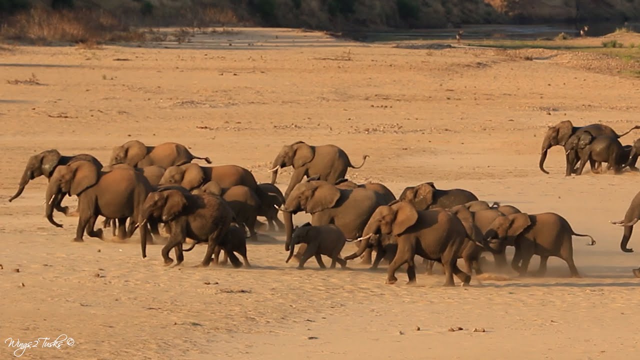 Elephants running - YouTube