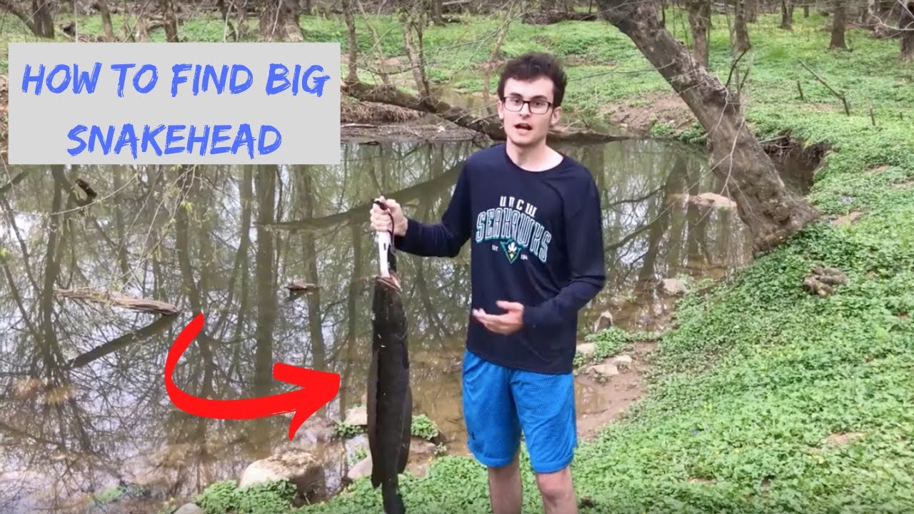 Where to find Northern Snakehead, and How to Catch Them! Snakehead ...