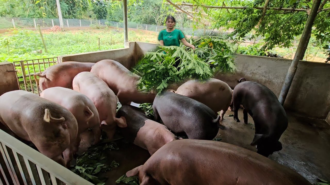 Feeding pigs this type of leaf regularly will help them prevent worms ...