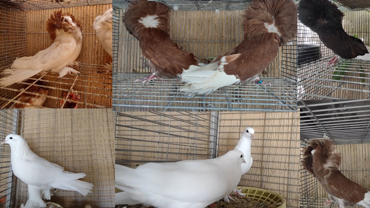 Pigeons beautiful Naqab posh fancy kabutar - YouTube