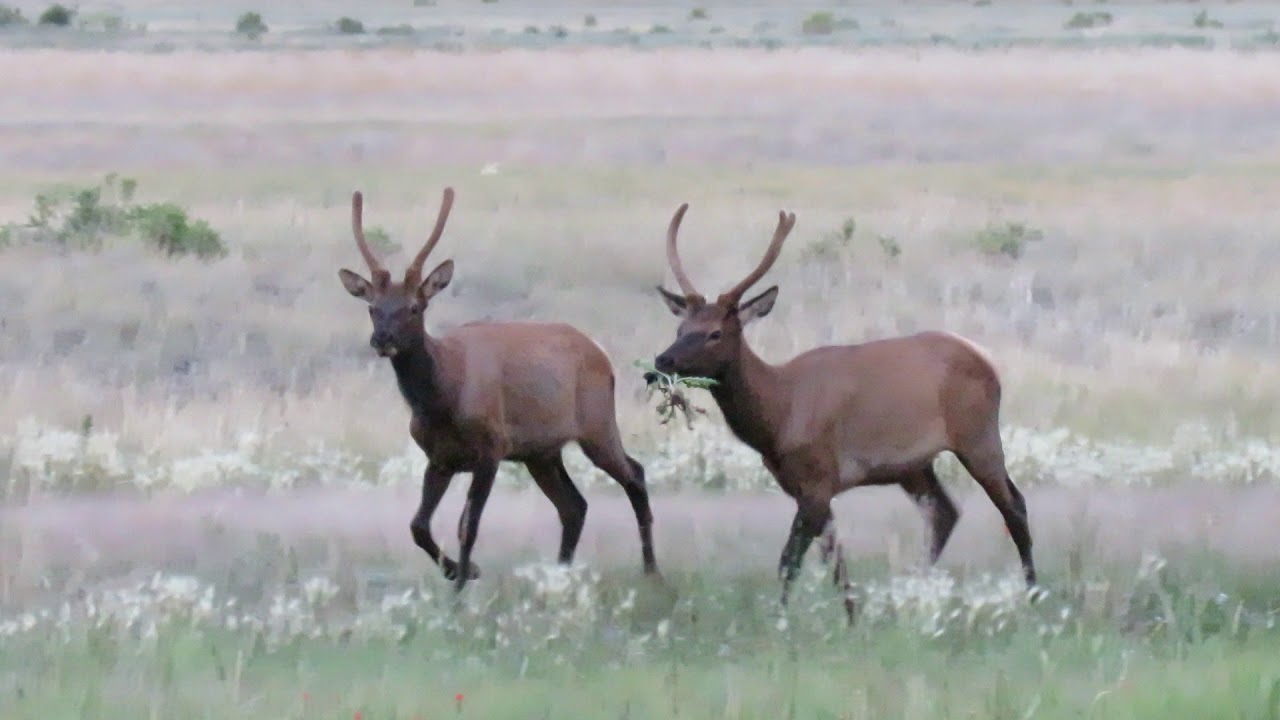 Nevada Fracking, Ruby Marshes Nevada, Ruby Lake National Wildlife ...