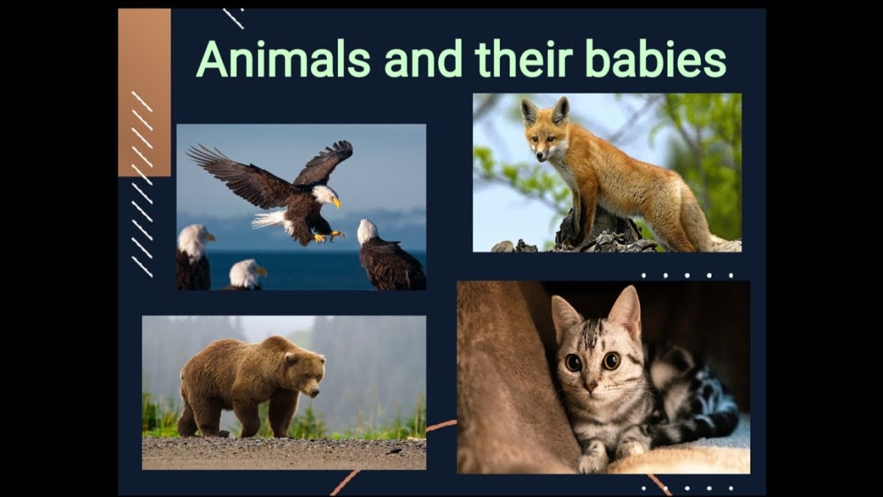 Animals and their young ones || Animals and their babies - YouTube