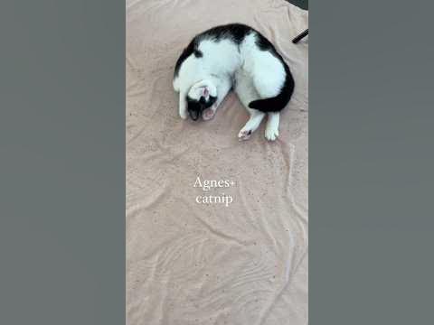 She feels GOOD! Agnes + catnip - silly tuxedo cat - YouTube