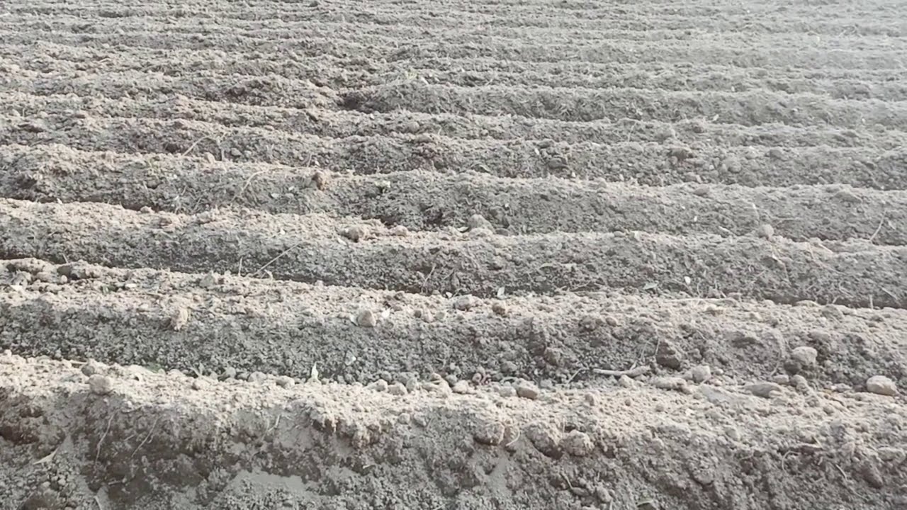 Mula Kheti in Chitwan || मुला यसरी लगाउँदा धेरै फल्छ || Farming In ...