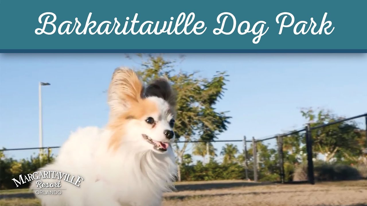 Inside Margaritaville Resort Orlando | Barkaritaville! - YouTube