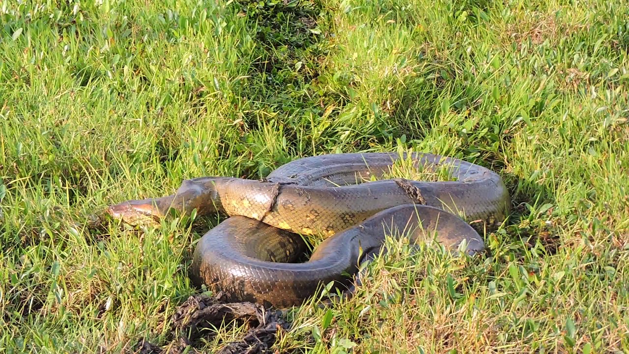 Anaconda wild life - YouTube