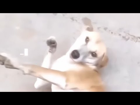 back to back animals funny shorts #comedy #viralvideo #comedyvideos # ...