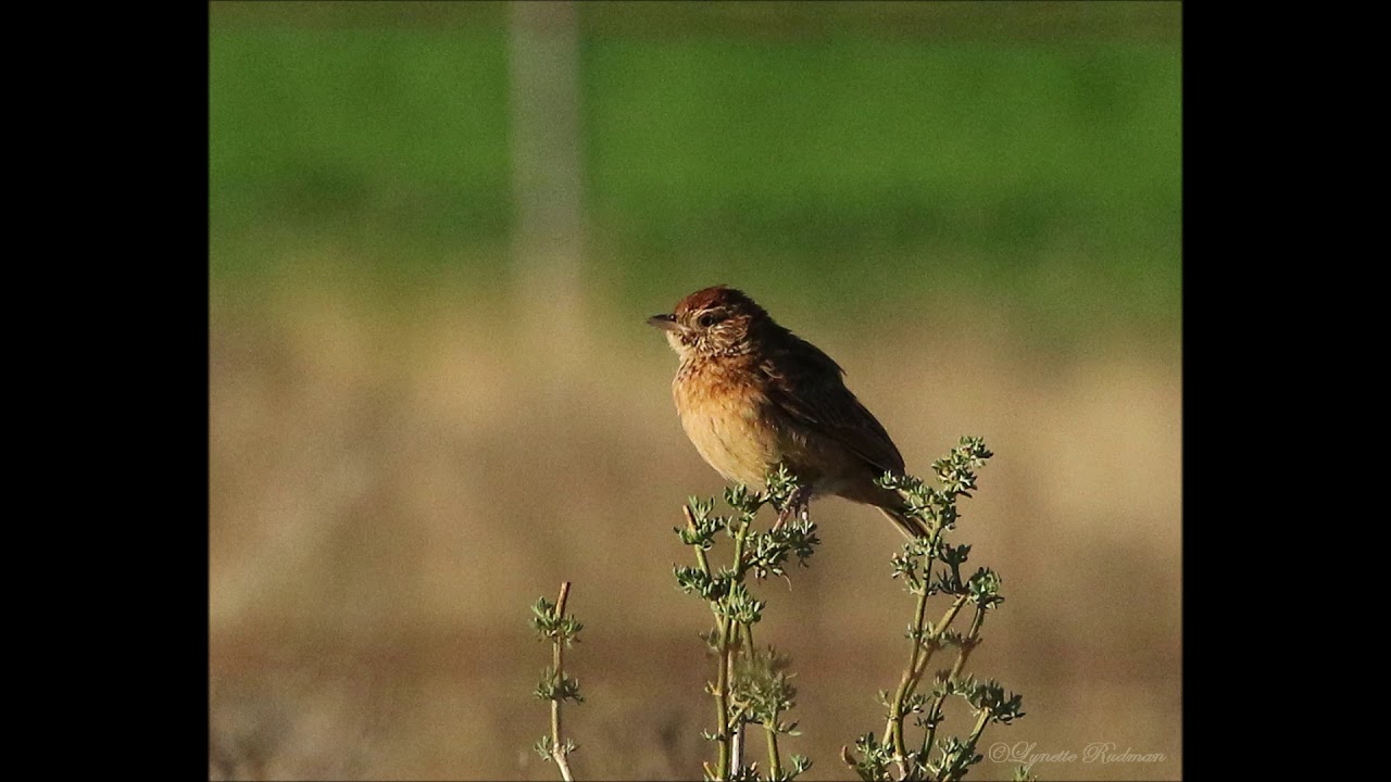 Eastern Clapper Lark mimicking from low perch - YouTube