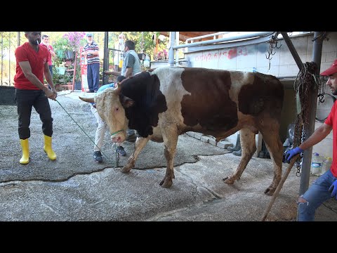YALOVA KURBAN KESİMLERİ 2020  1.BÖLÜM