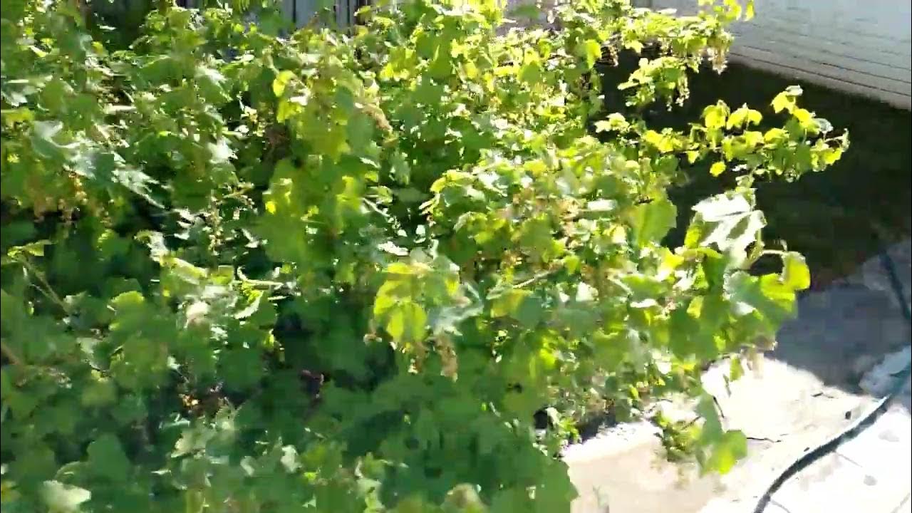 Устройство теневыносливого газона - YouTube
