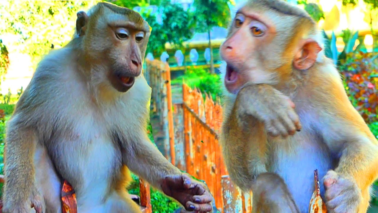 Wow. Absolutely Handsome Rocky & Super Cute Spoilt Rockstar! They are ...