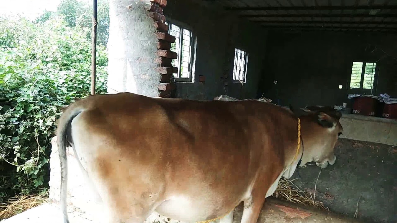 Seshu reddy - YouTube