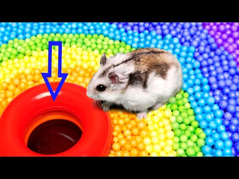 🐹 Hamster Escapes the Pool. DIY obstracle course maze