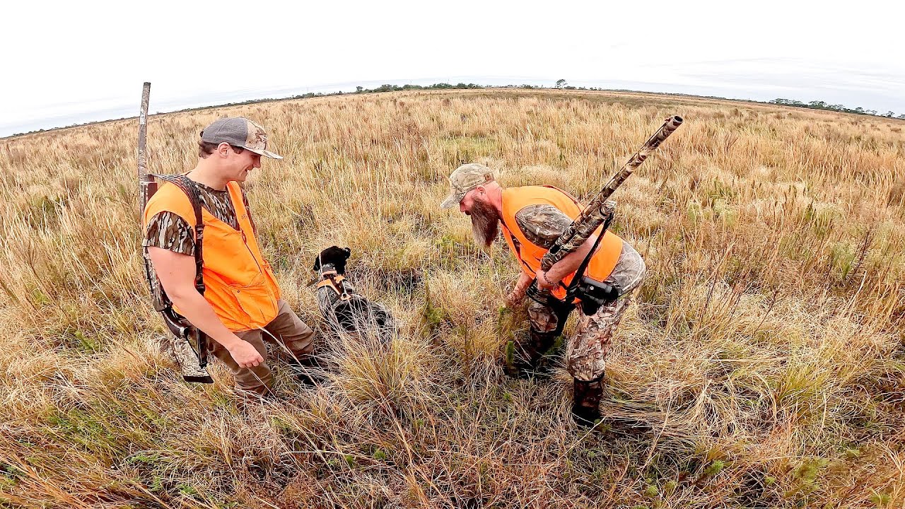 Quail hunting in Florida Public land area revealed - YouTube