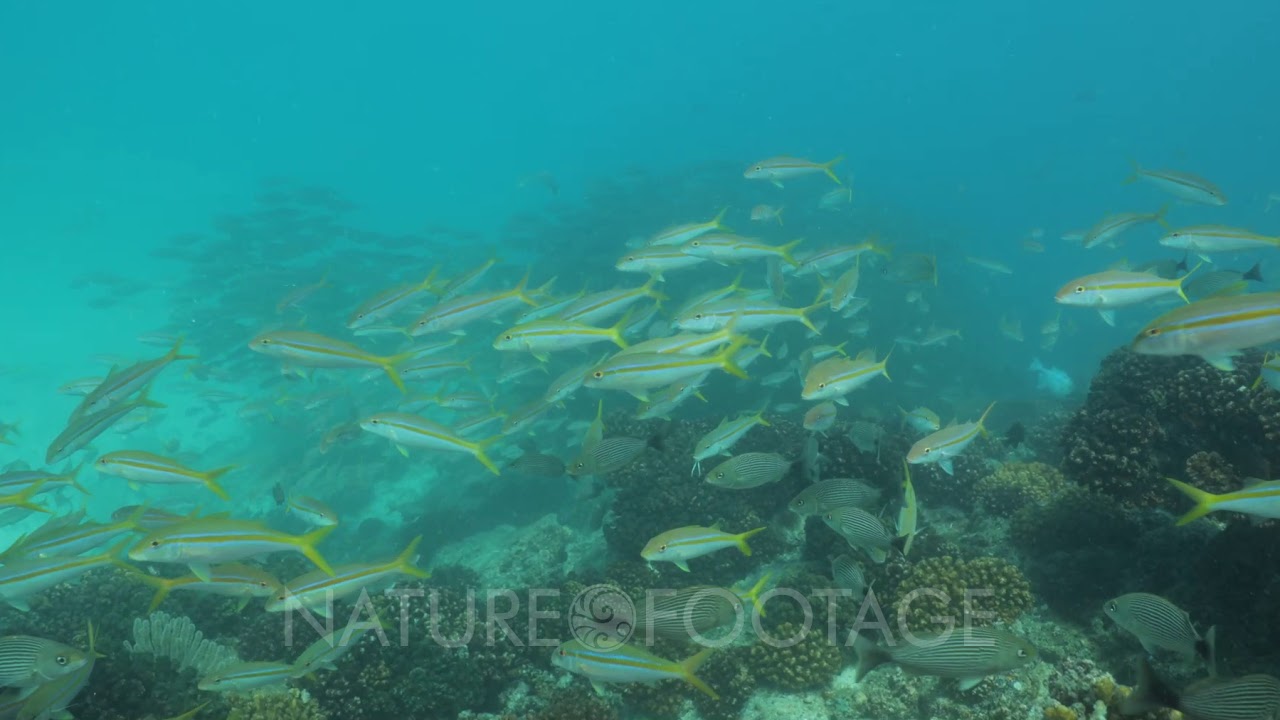 Reef fish from the Sea of Cortez, Baja California Sur, Mexico. - YouTube