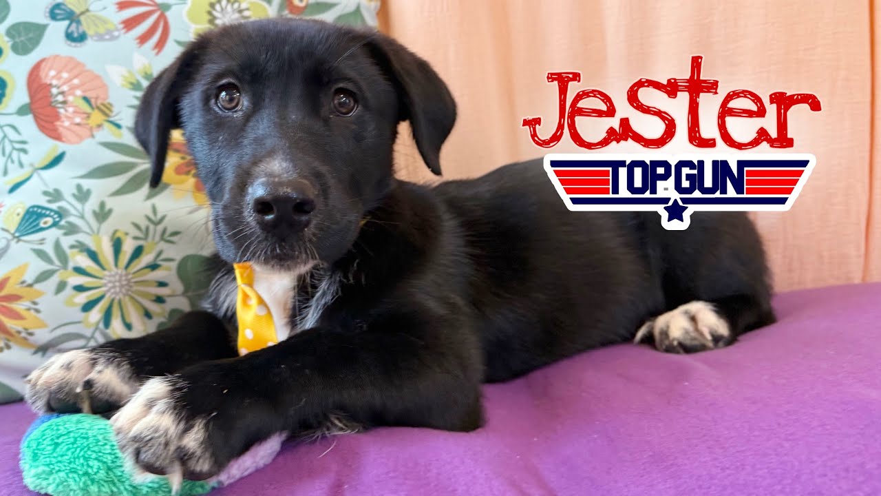 Jester Top Gun is a loving low-rider with a high-flying personality! ️ ...