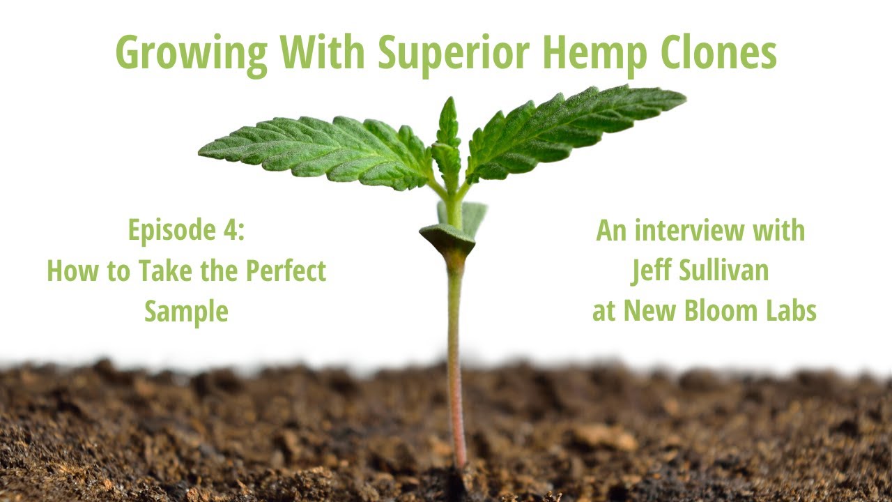 How to Take the Perfect Hemp Flower Sample - YouTube